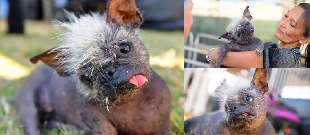 Chi è il cane più brutto del mondo? - News.cani.it