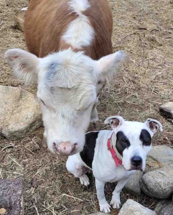 La tenera storia di Haru: la mucca che crede di esser un cane - News ...