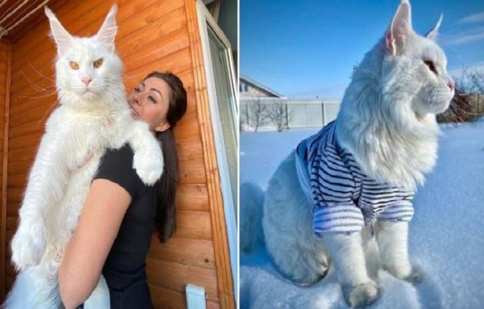 Il gatto più grande del mondo è alto come un bambino - News.cani.it