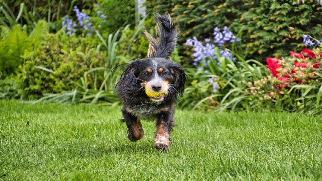Il nome più strano mai sentito per un cane. Perché l'ha scelto - News ...