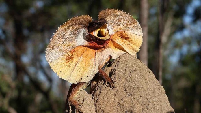 Il clamidosauro: un animale che sembra uscito dal Jurassic Park - News ...