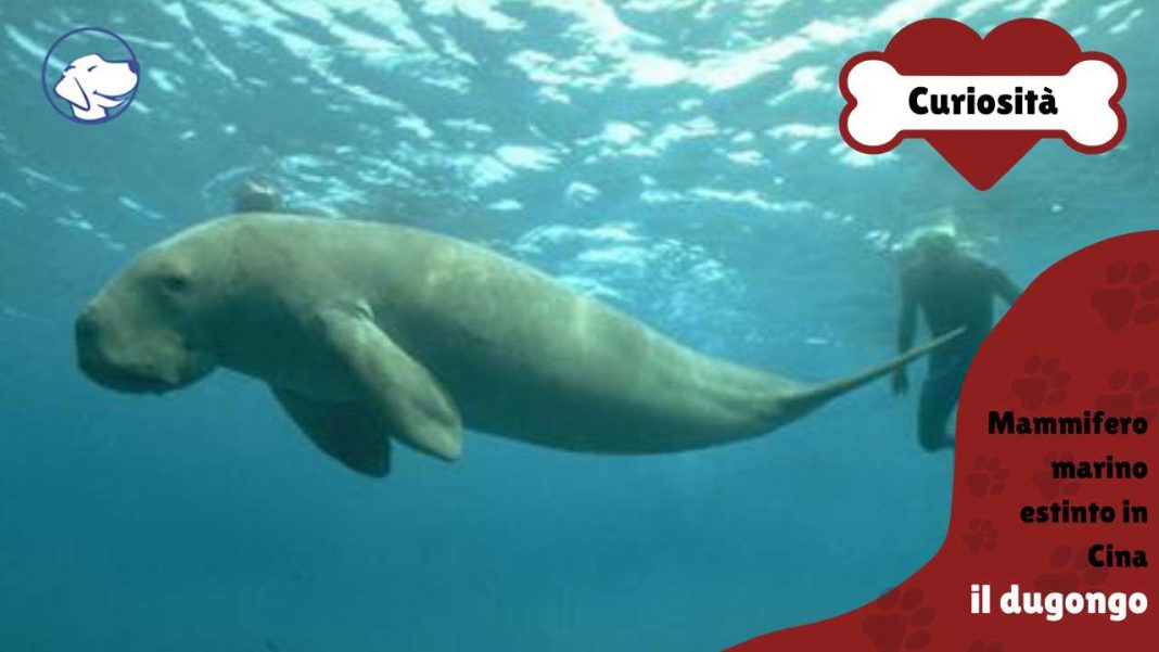 Il dugongo: mammifero marino funzionalmente estinto in Cina - News.cani.it