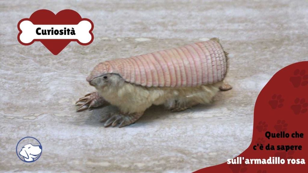 Il clamidoforo troncato un simpatico armadillo rosa! - News.cani.it