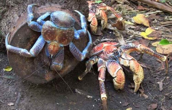 Il granchio del cocco il più grande artropode terrestre - News.cani.it