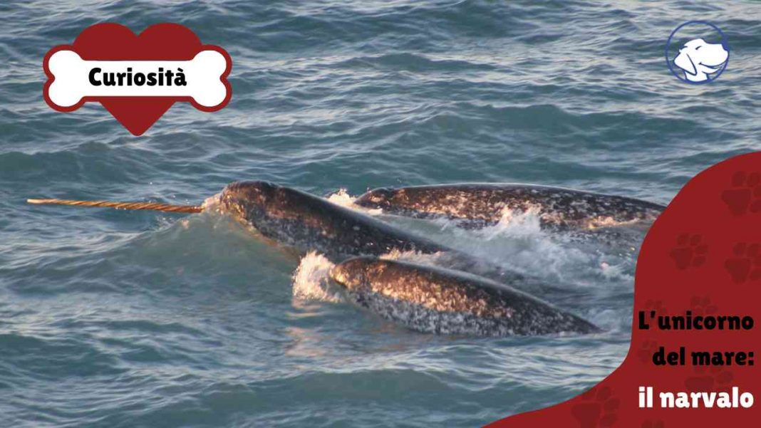 Il narvalo: l’unicorno del mare - News.cani.it