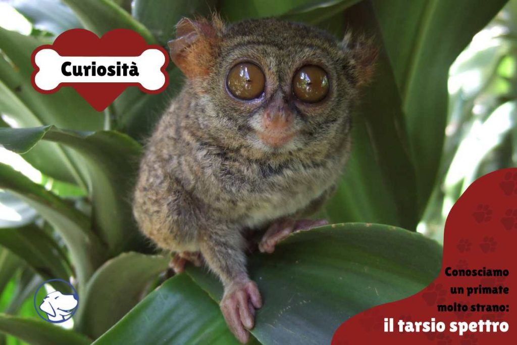Il tarsio spettro: il primate che sembra un folletto - News.cani.it
