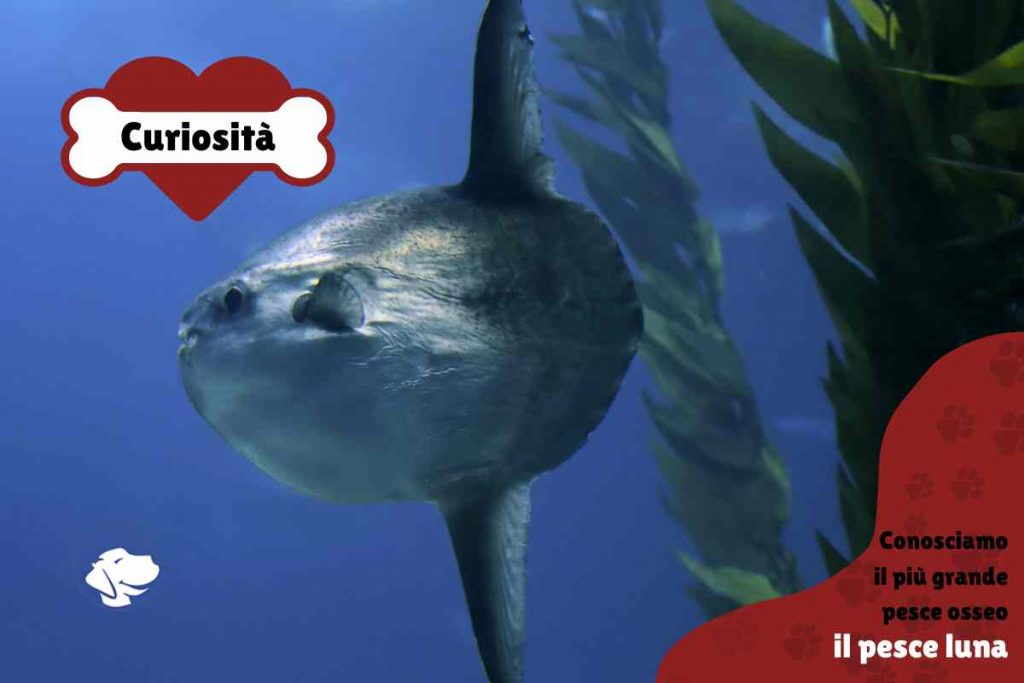 Il pesce luna: conosciamo il più grande pesce osseo - News.cani.it Il pesce luna: conosciamo il più grande pesce osseo - News.cani.it
