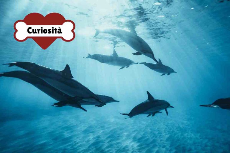 5 curiosità sui delfini: conosciamoli meglio - News.cani.it