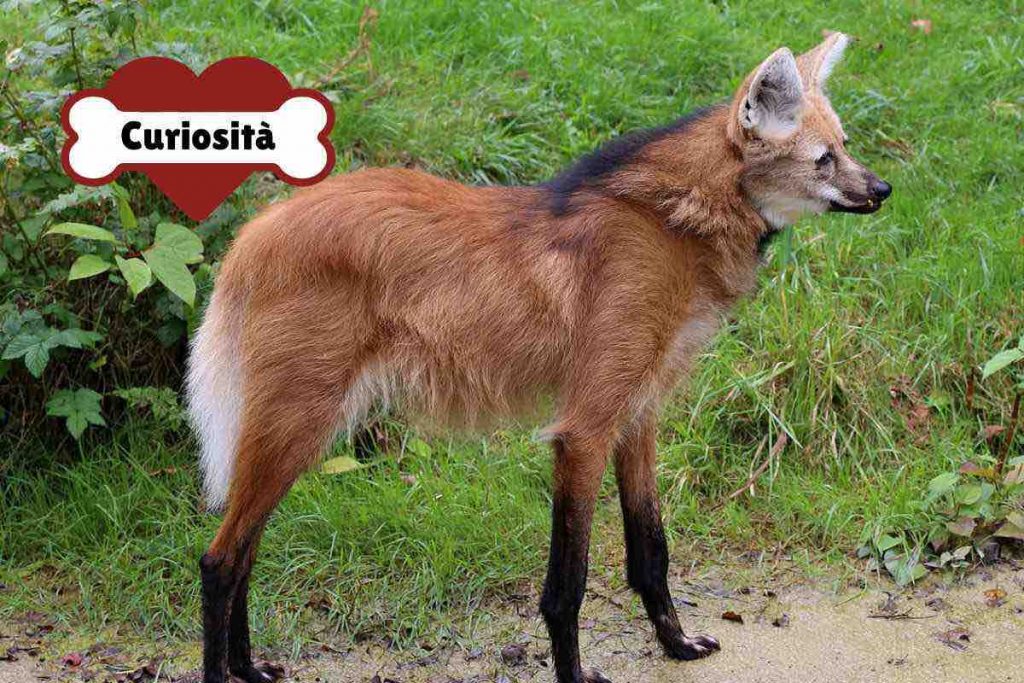 Lo strano lupo dalla criniera che non è un lupo… - News.cani.it
