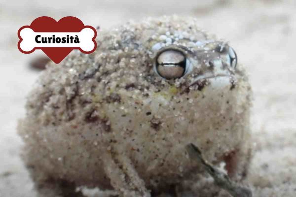 Breviceps macrops: le caratteristiche uniche della rana della pioggia ...