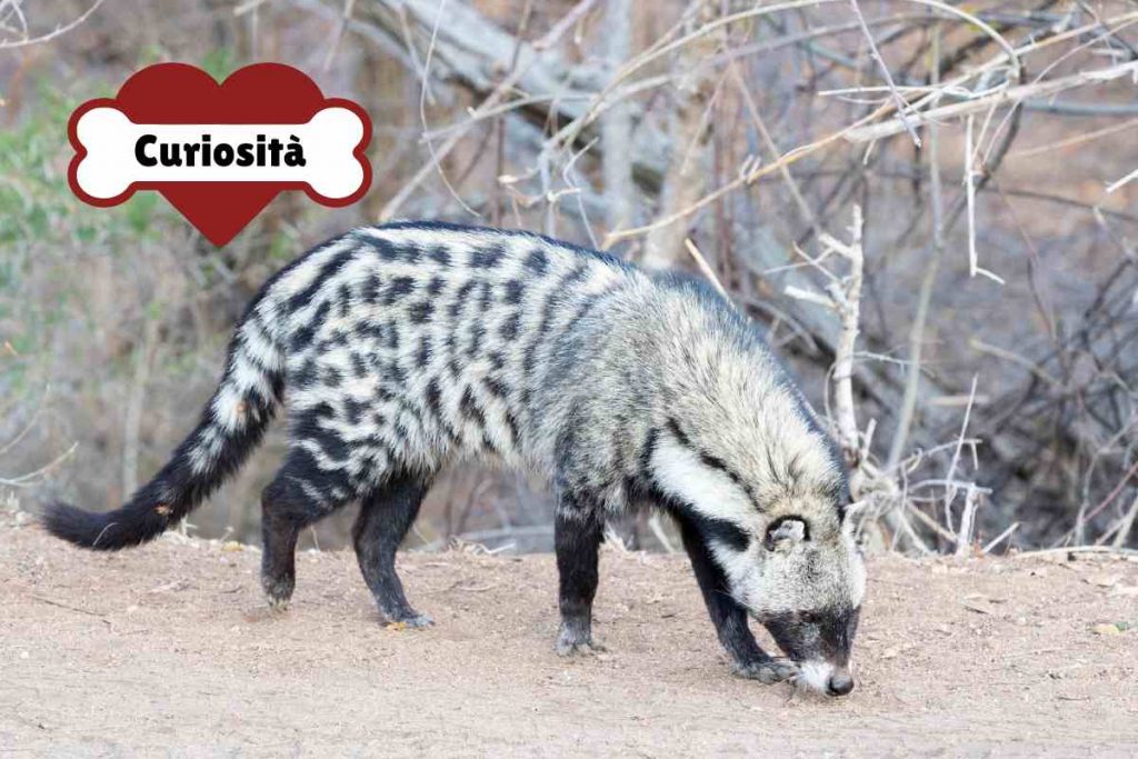 Lo zibetto africano: un curioso animale dell'Africa sub-sahariana ...