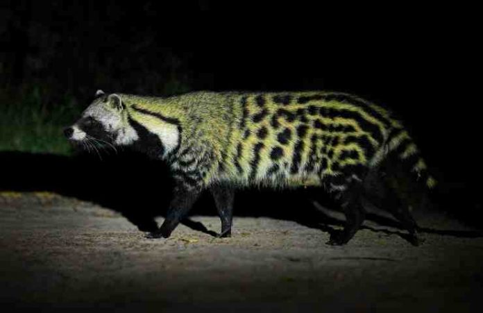 Lo zibetto africano: un curioso animale dell'Africa sub-sahariana ...