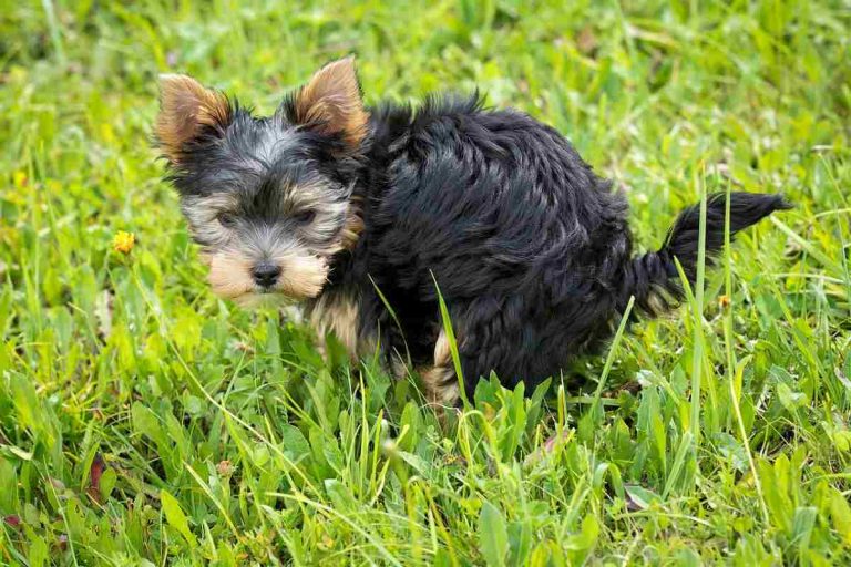Cane si sveglia nel cuore della notte per fare la cacca? Spiegato il motivo