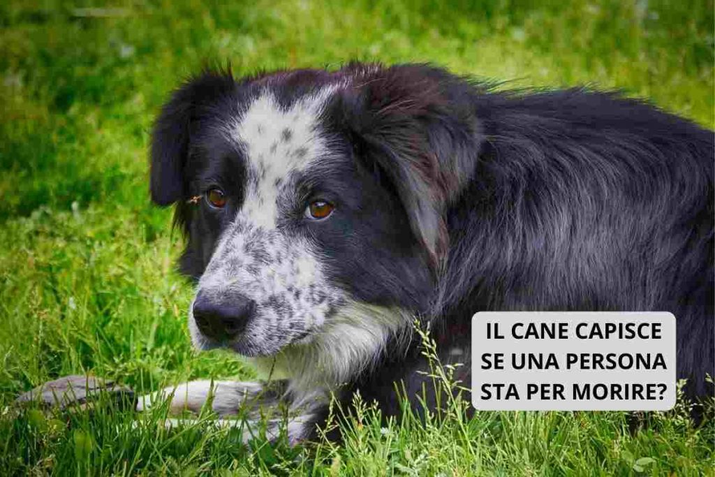Il cane capisce se una persona sta per morire? I dettagli