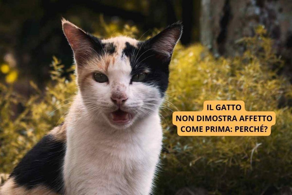 Il gatto non mi dimostra affetto come prima: che cosa è successo?