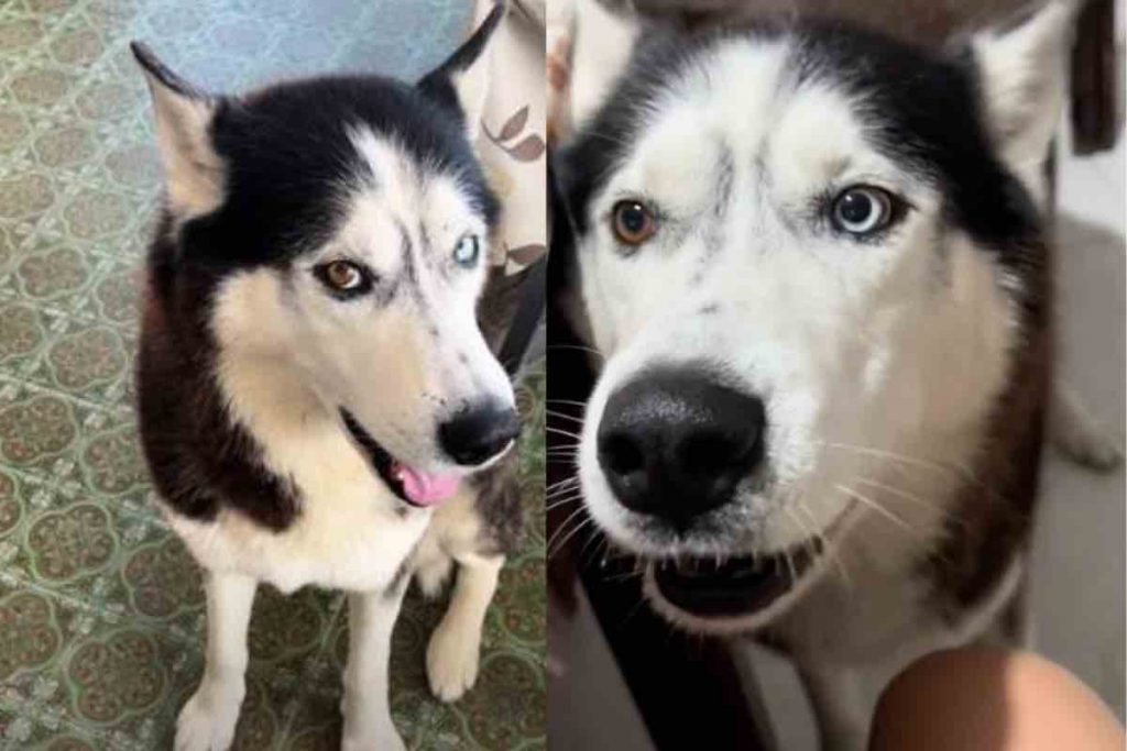 Siberian Husky parla in napoletano: il cane è il re della commedia